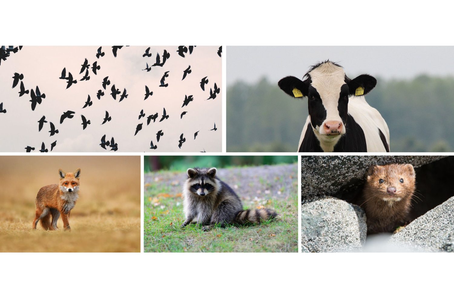 Home - Innovative Diagnostics